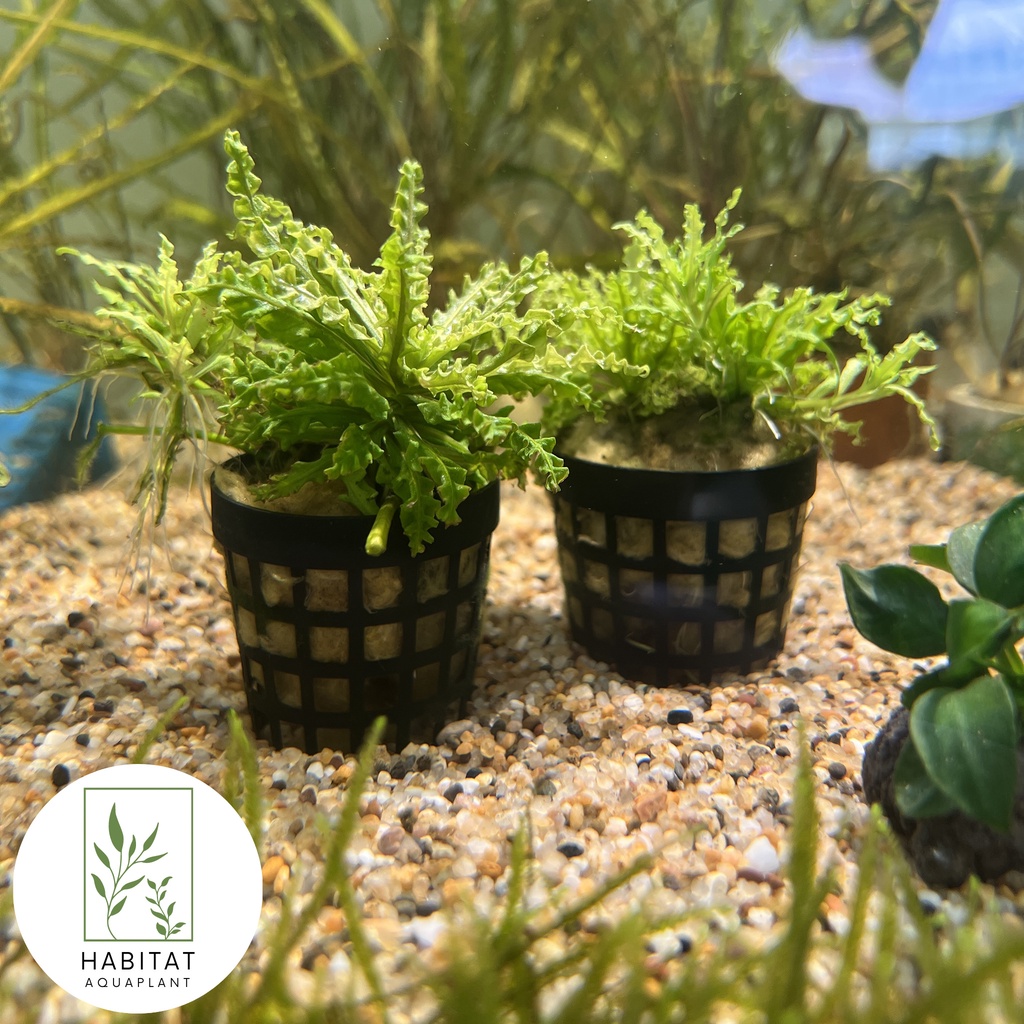 Pogostemon Helferi Downoi Fresh Live Aquarium Aquatic Plants | Shopee ...