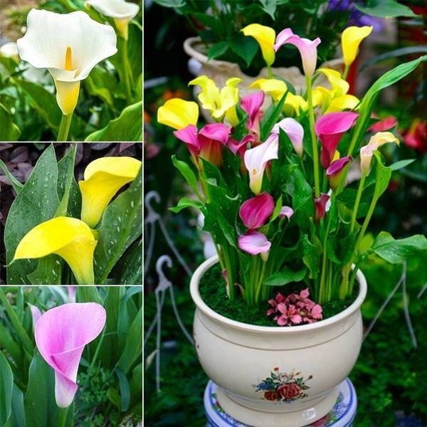 BUY 1 GET 1 FREE 10 PCs calla lily seeds rare flower seeds bonsai ...