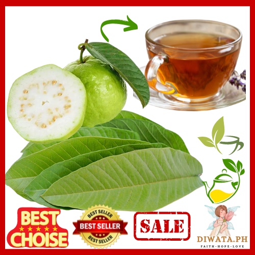 Herbal Dahon ng Bayabas Guava Leaves with Freebies Fresh Healthy 50 ...