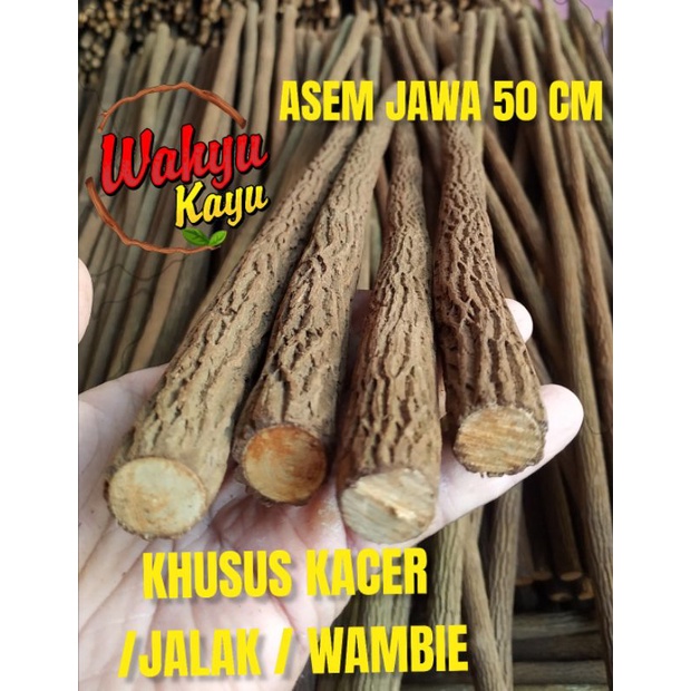 SPECIAL TANGKRINGAN KACER CENDET JALAK WAMBIE 50 CM WOOD ASEM JAVA ...