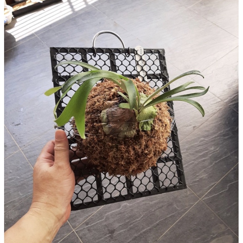 [Plant Feel Fern Up] Planting Bed Board With Screw Hook Easy To Get ...