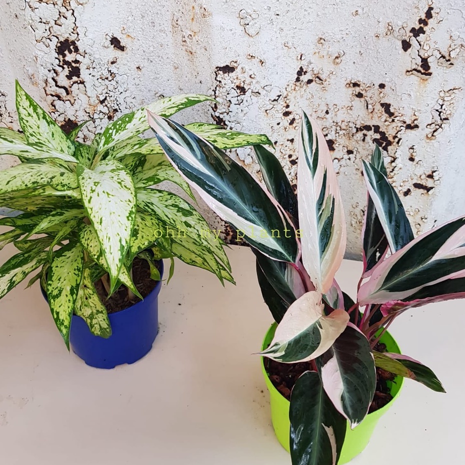 2@$18 ONLY!! Diffenbachia southern cross and Ctenanthe tricolor, ht 1ft ...