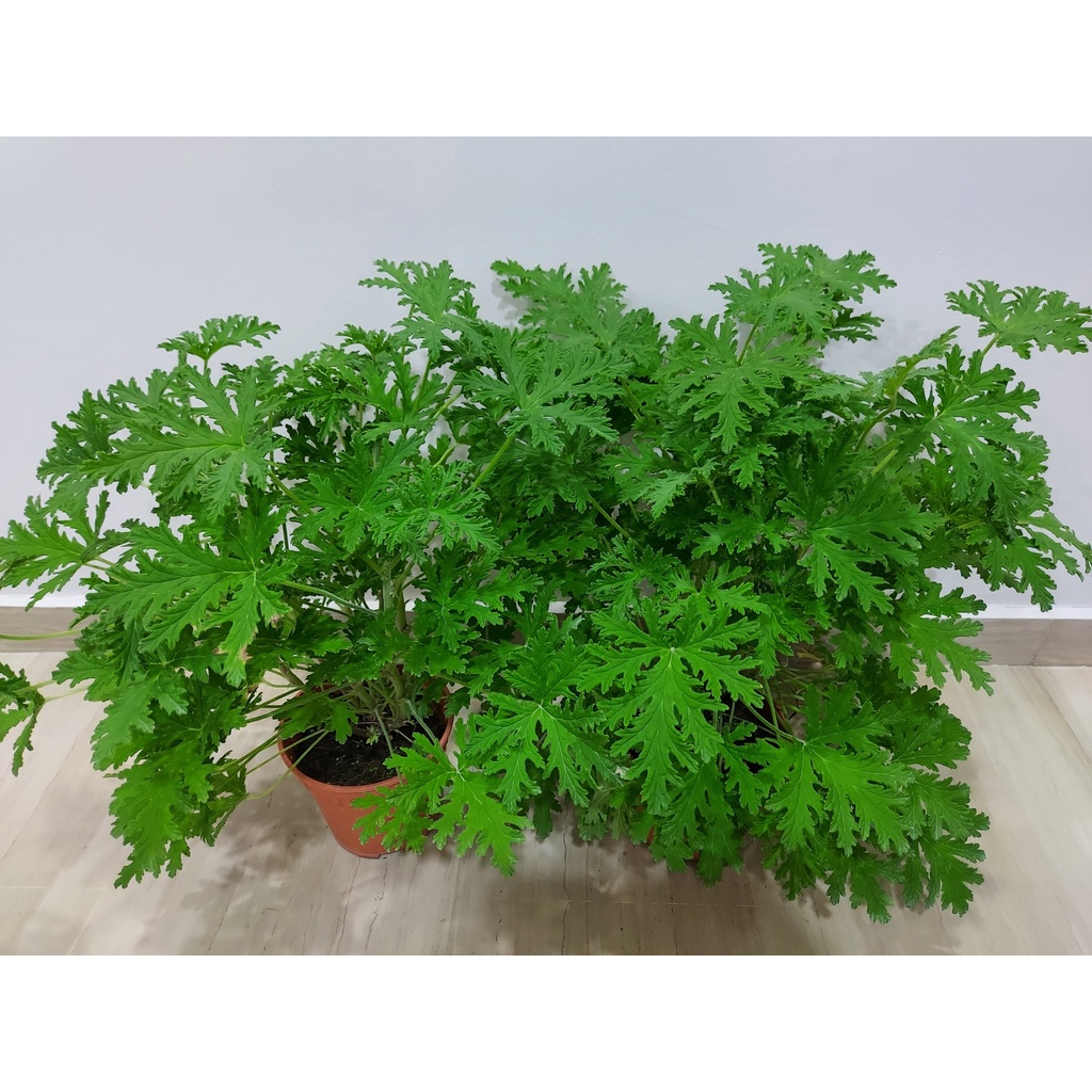 Mosquito Plant Citronella Potted Repellant Pelargonium Citrosum ...