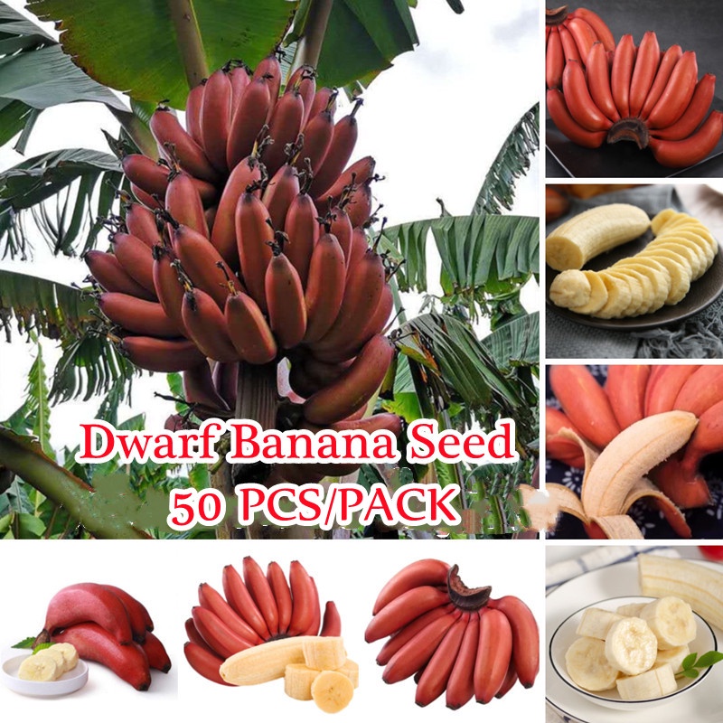 100% Original Rare Red Banana Tree Seeds for Planting (50 Seeds/ Bag ...