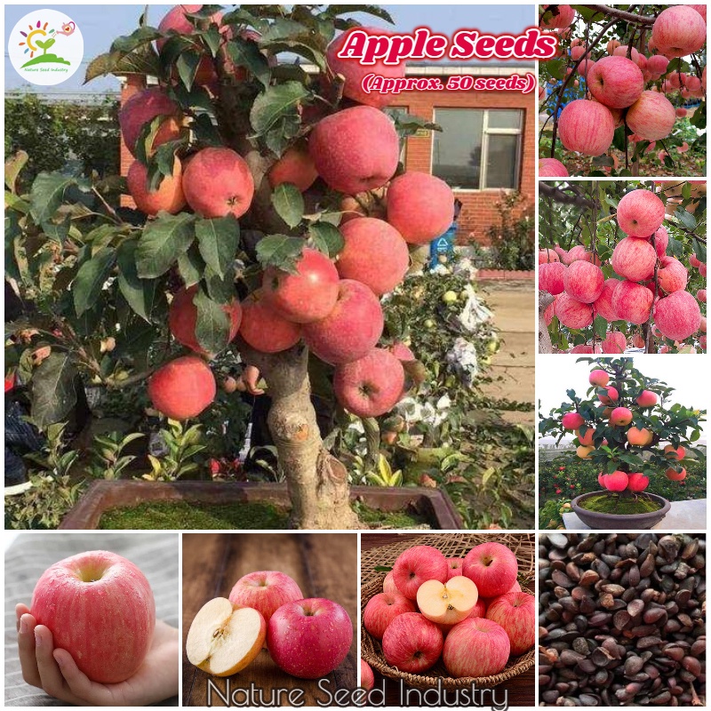 Apple Tree Seeds For Sale