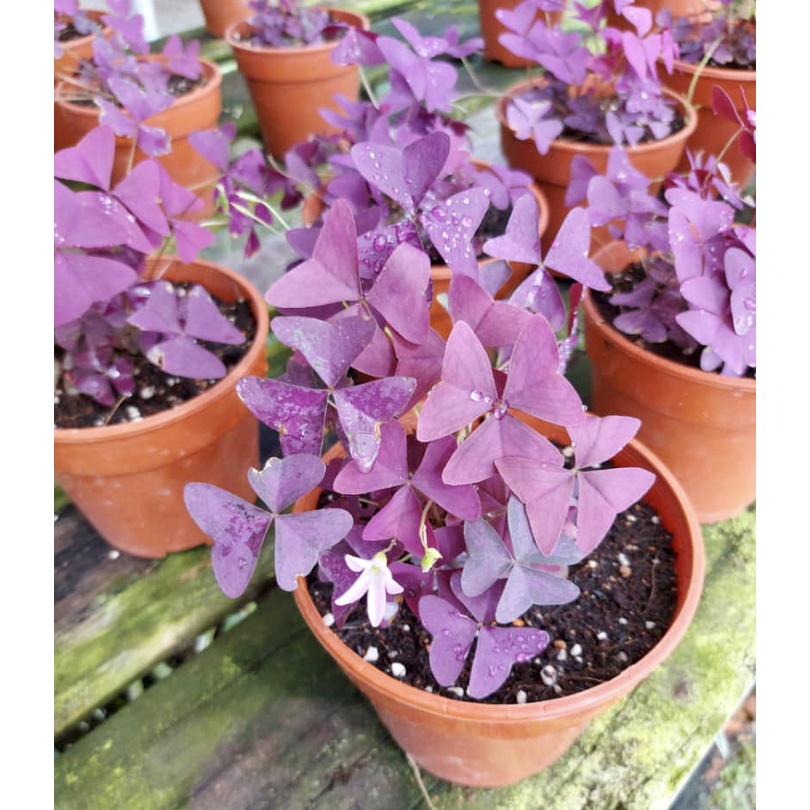 Oxalis Plant - Fresh Gardening Indoor Plant Outdoor Plants for Home ...