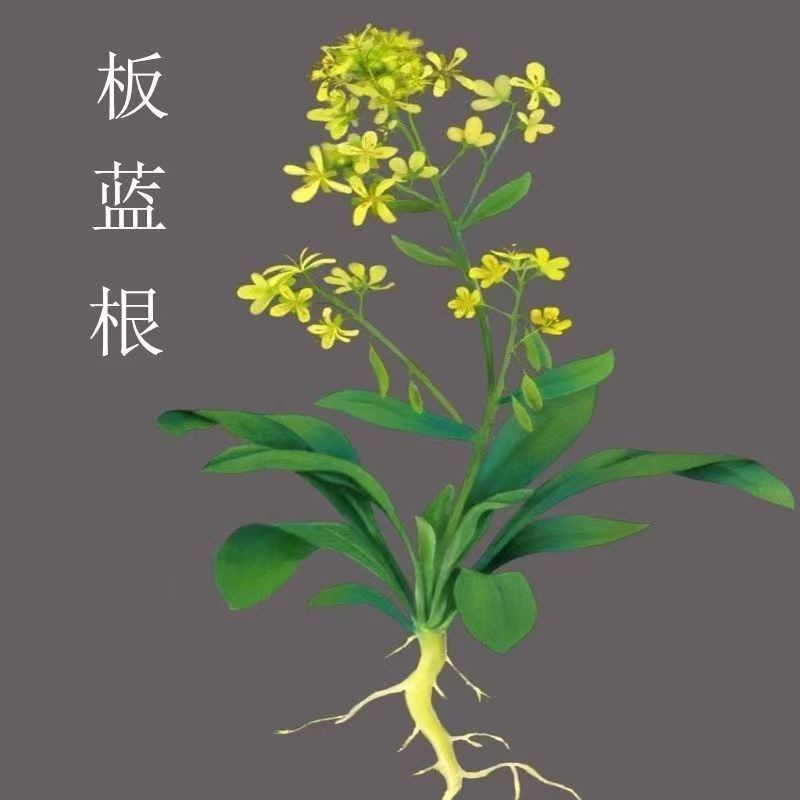 🍀【HOT SALE】2 Bags Banlangen Chinese herbal medicine seeds Banlangen ...
