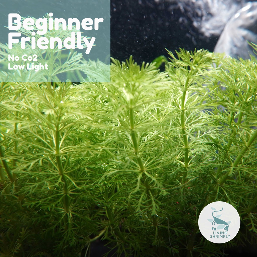 [Live Aquatic Plant] Limnophila Sessiliflora Submersed Potted | Shopee ...