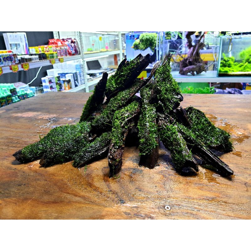 Moss On Woods (Mini Christmas Moss) | Shopee Singapore