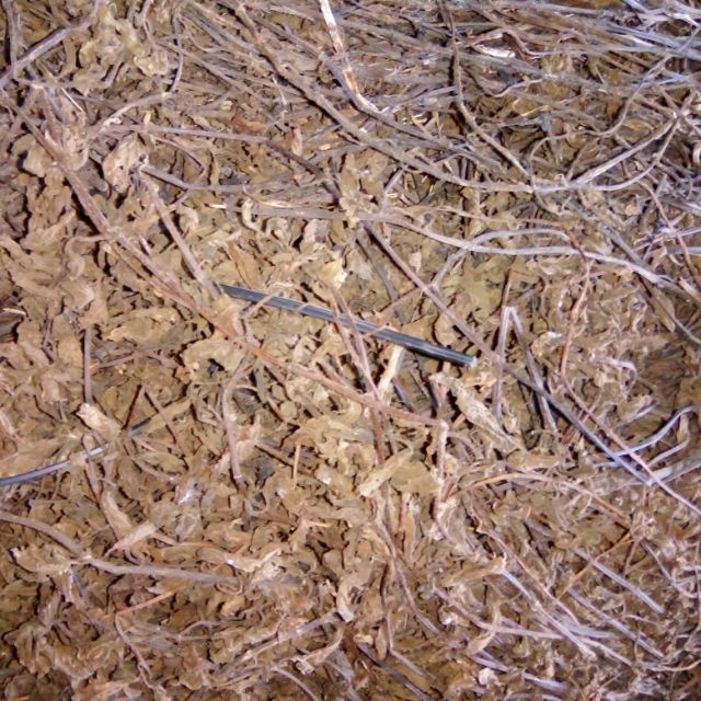 Cao Bang black jelly leaves/dried star dew 0.5kg | Shopee Singapore