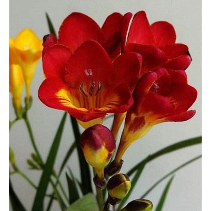 Freesia Red One Tuber Seed | Shopee Singapore