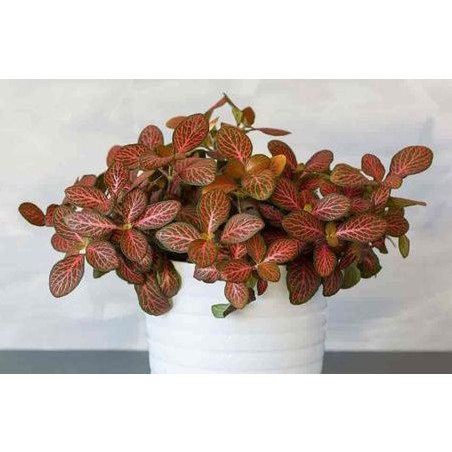 Mini Fittonia Red - Fresh Gardening Indoor Plant Outdoor Plant | Shopee ...