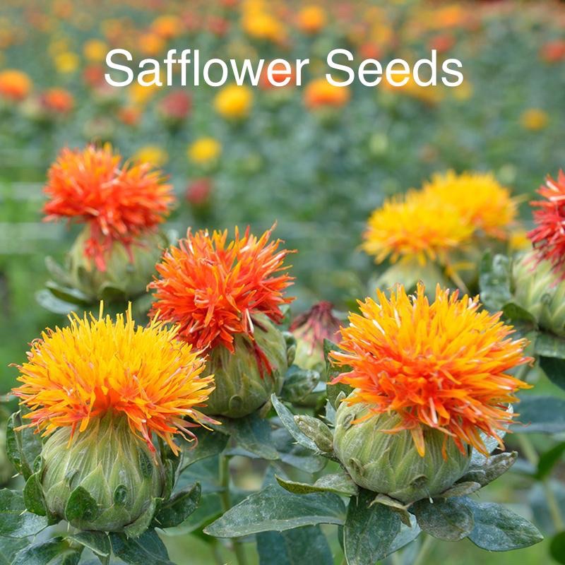 60pcs Safflower Seeds (Free Shipment by Choosing Normal Post) | Shopee ...