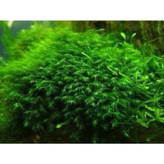 SG READY STOCK | Java Moss Mini Pelia US Fissiden Thai Fissiden Moss ...