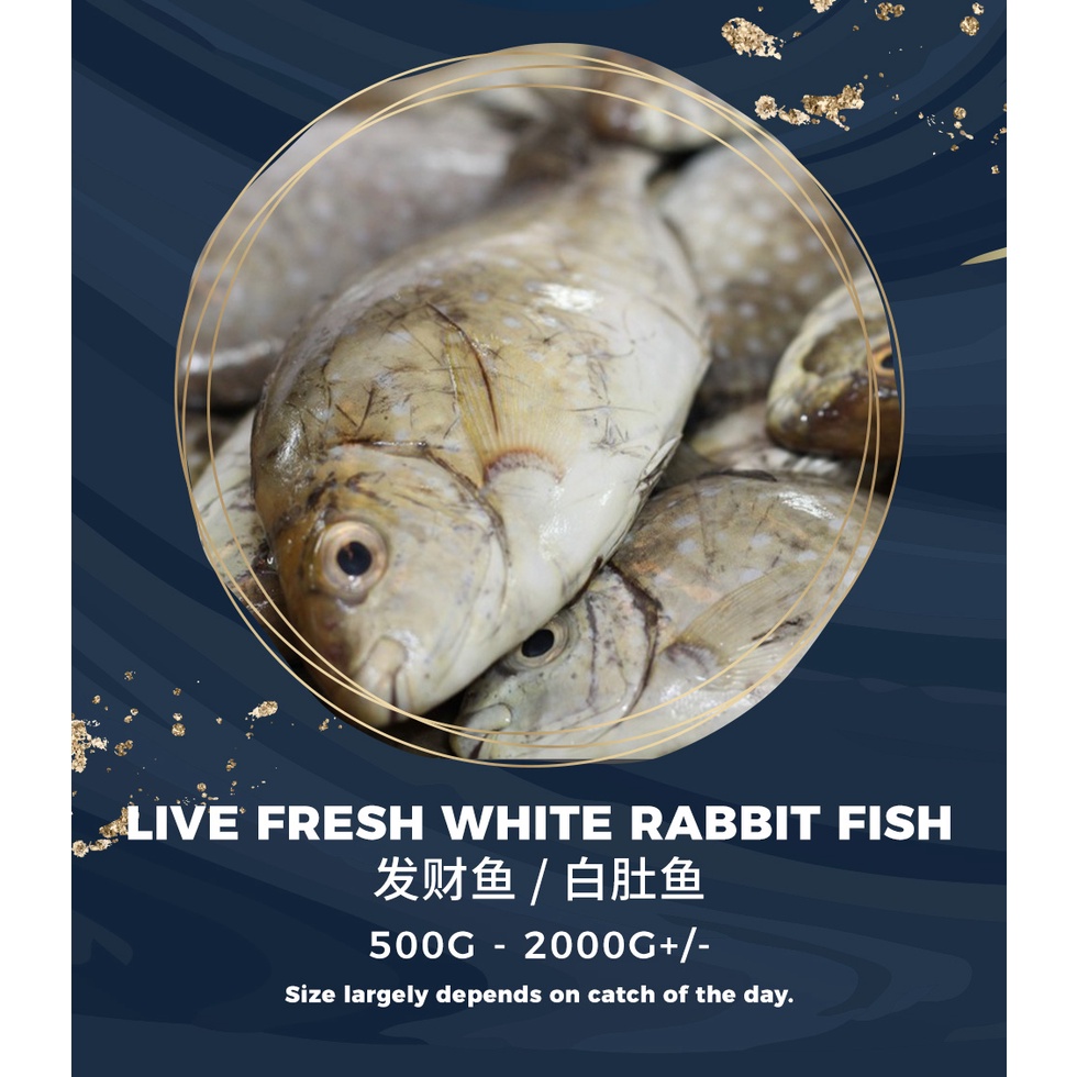 白肚鱼 Live Fresh White Rabbit Fish 1000g+/- MUST HUAT HUAT l NOT FROZEN ...