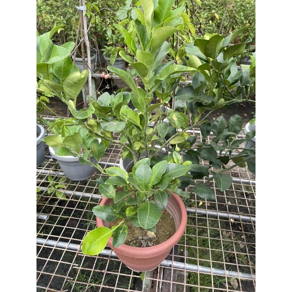 (Pomelo) Citrus Maxima medium pot real live plant free organic ...