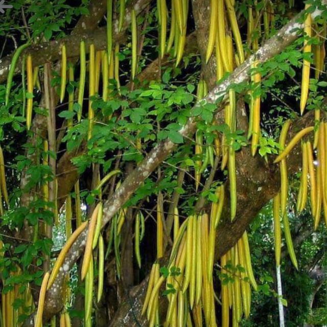 Pokok candle tree ( buah rasa mcm tebu) | Shopee Singapore