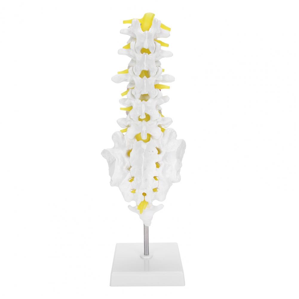 Human Vertebral Spine Chiropractic Human Lumbar Anatomy Model Medical ...