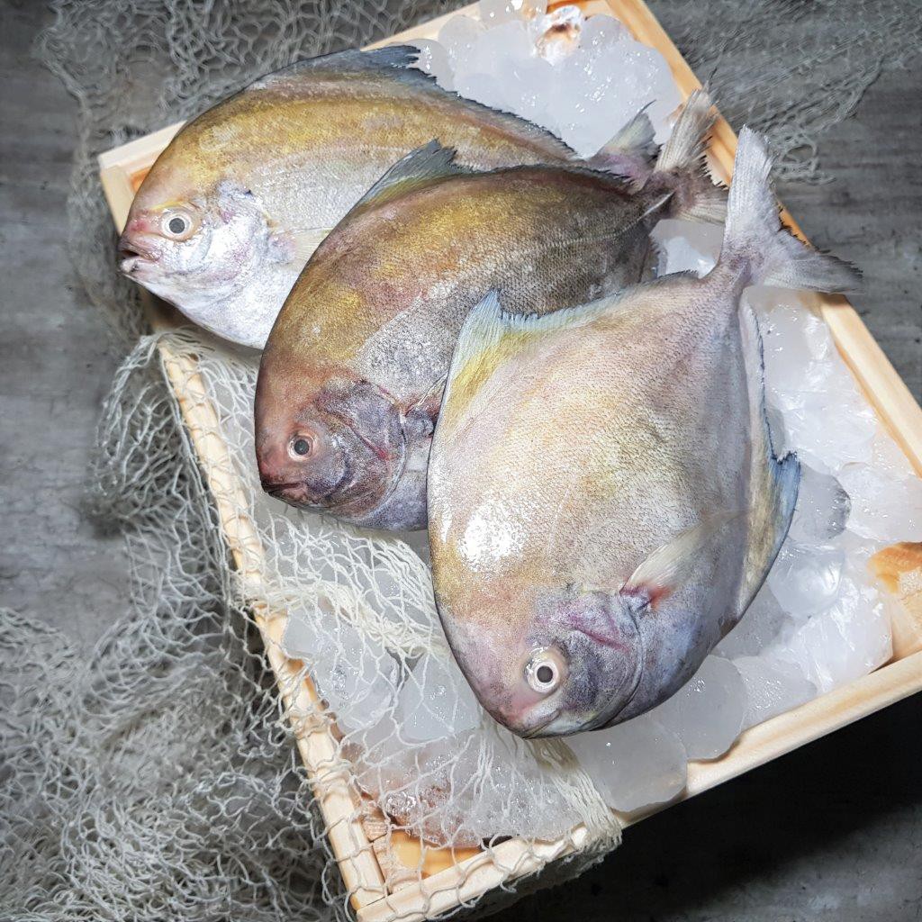 [Song Fish] Black Pomfret Frozen | Shopee Singapore