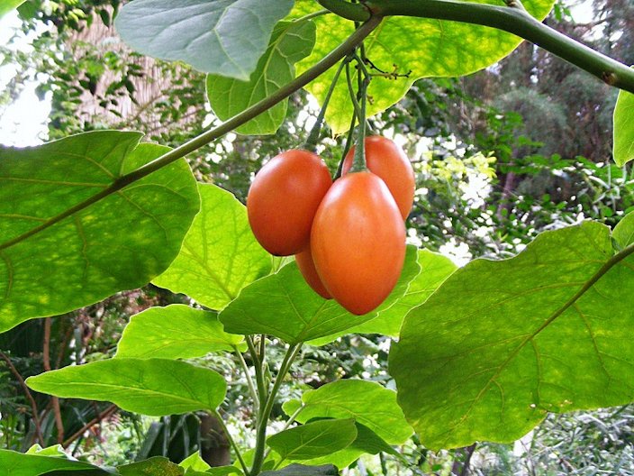 [Rare] 10 Purple Tamarillo Seeds | Tree Tomato Seeds for Fruit ...