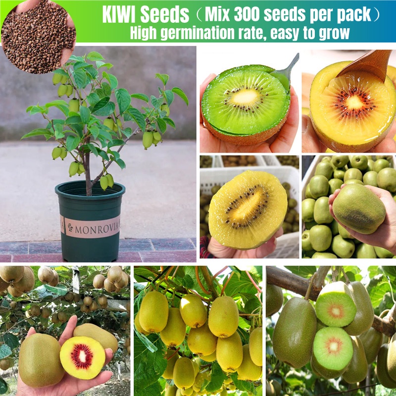 [Easy To Grow In Singapore] 300pcs Edible Dwarf Kiwi Seeds Golden Kiwi ...