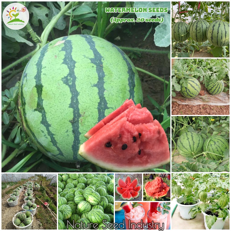 [Fast Germination] Watermelon Seeds for Planting (20pcs) Super Sweet ...