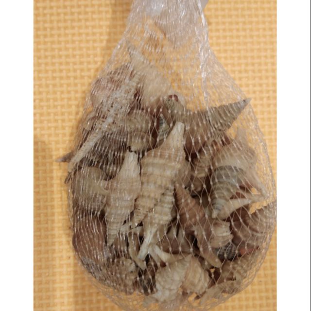 Hiasan pokok Cengkerang&Batu pokok pelbagai 5 jenis | Shopee Singapore