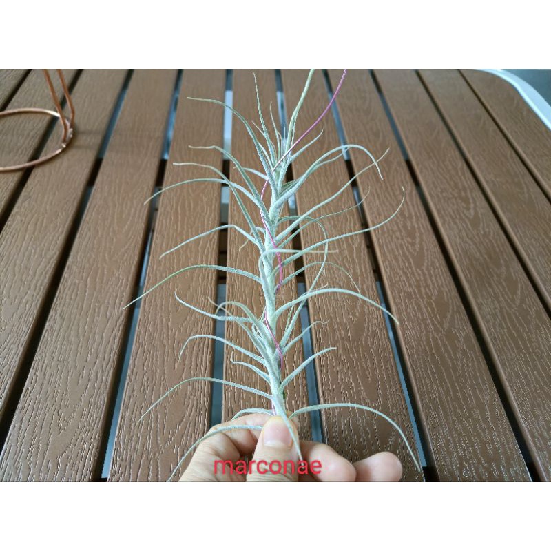 air plant/tillandsia/marconae/fresh plant /nice gift | Shopee Singapore