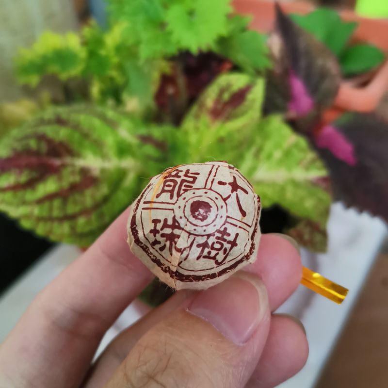 2013 Raw Material Big Tree Dragon Ball Pu'er Ripe Tea 1pc/biji/pcs ...