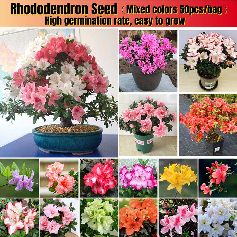 50pcs Japanese Rhododendron Seeds 杜鹃花种子 Camellia Azalea Flower Seeds ...