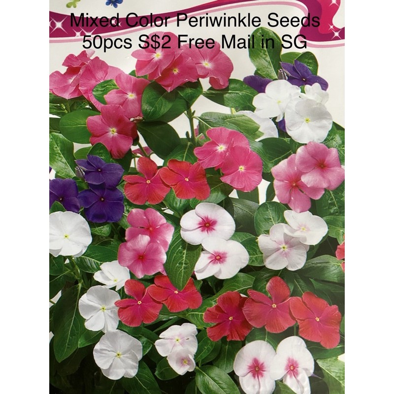 Mixed Color Periwinkle Seeds 50pcs Free Postal Mail(OLP)in SG | Shopee ...