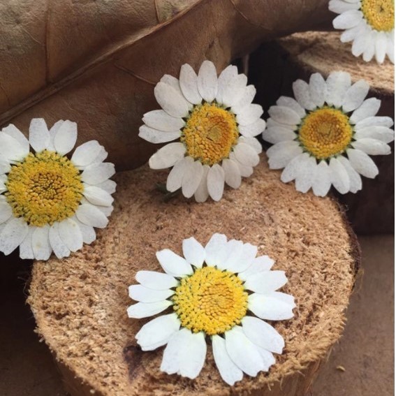 [clearance] Pressed Daisy Flowers | Pressed Daisies | Dried Flowers ...