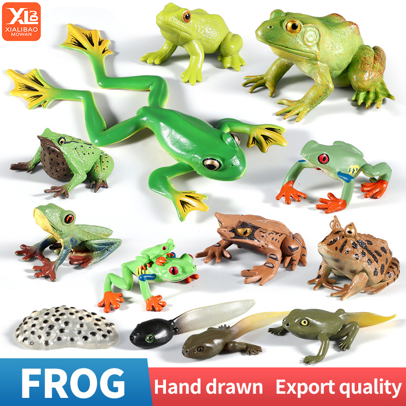 Wild Animals Bullfrog Model Solid Simulation Tadpole Hatch Frog Growth ...