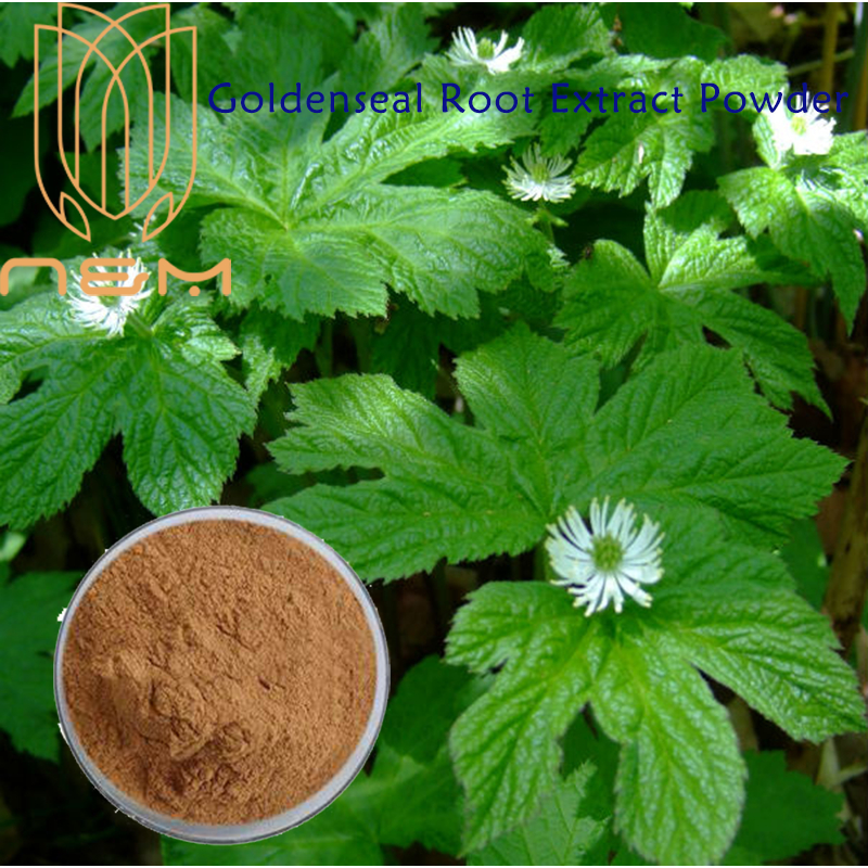 N&M/ Goldenseal Root Extract Powder/ Natural Antibiotic/ Urinary ...