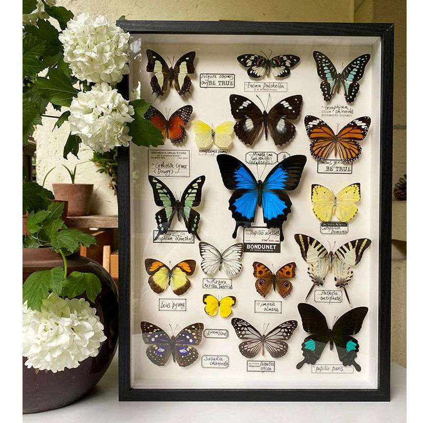 Insect Display Case Box Collection Box with Clear Top ,Shadow Box Frame ...
