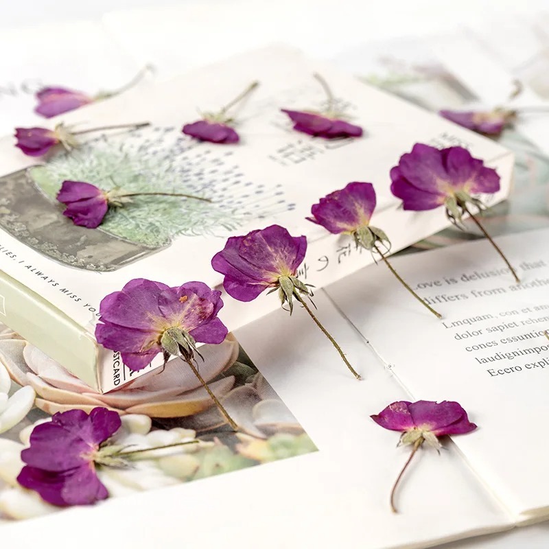 Pressed purple Roses Eternal Dry Flower DIY Wedding invitation Craft ...