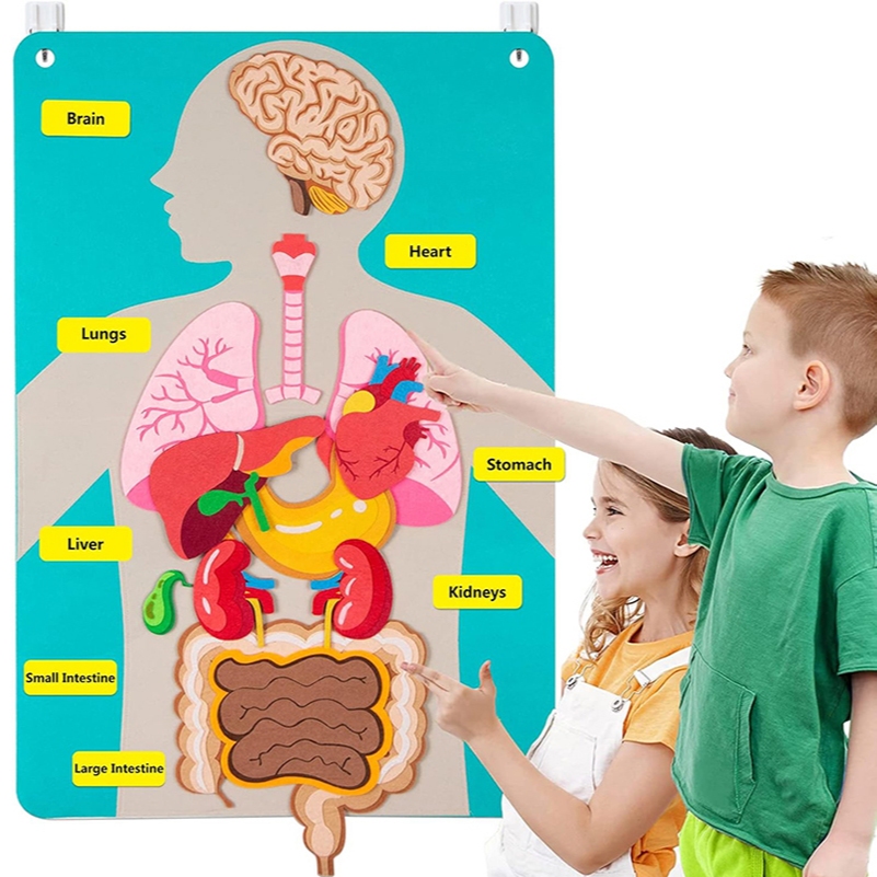 Montessori Body Parts Set Felt Board Stories Teaching Book For Toddlers ...
