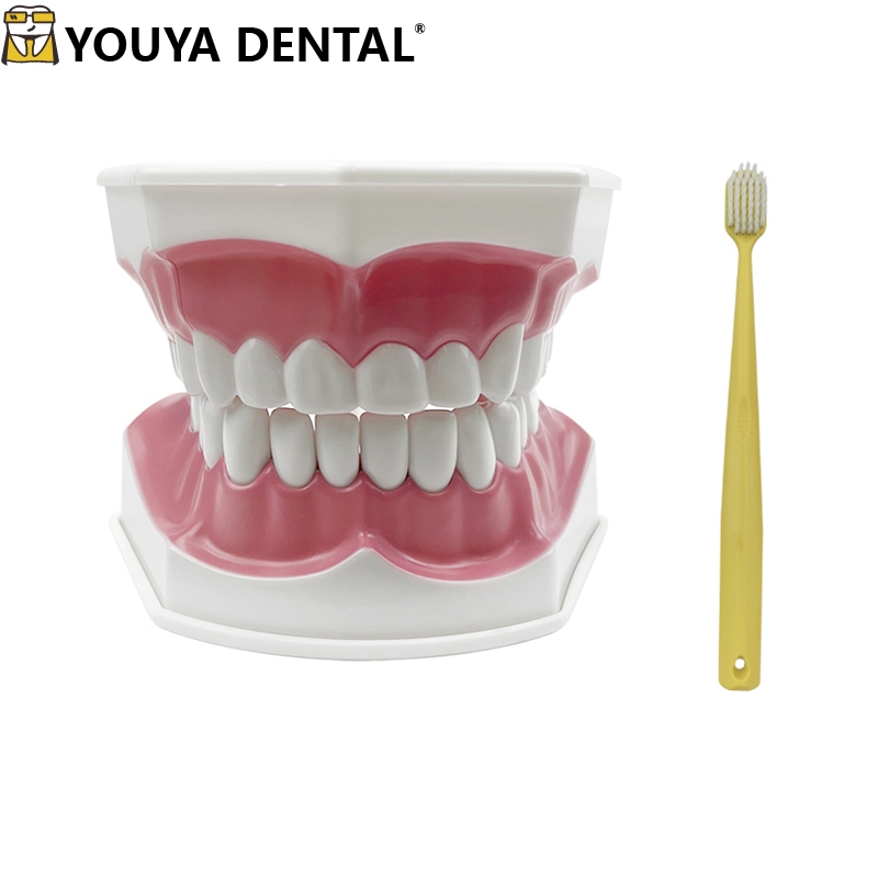 Dental Model Twice Big Teeth Model Children's Early Education Brushing ...
