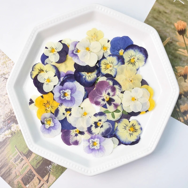 Pressed pansy dry flower petal,DIY wedding gift card photo frame phone ...