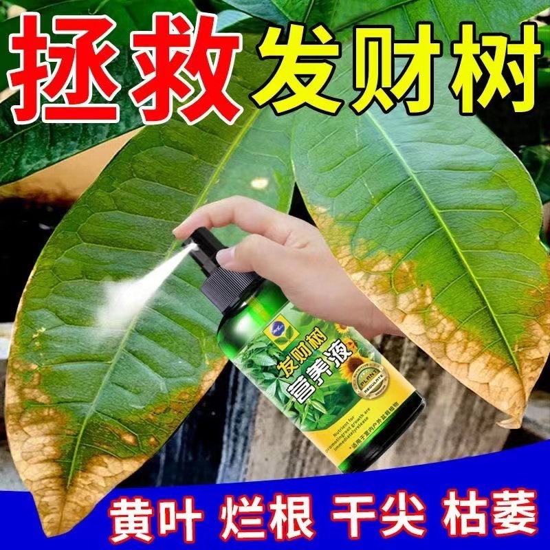 SG Seller>发财树专用营养液Special nutrient solution for money trees to prevent ...