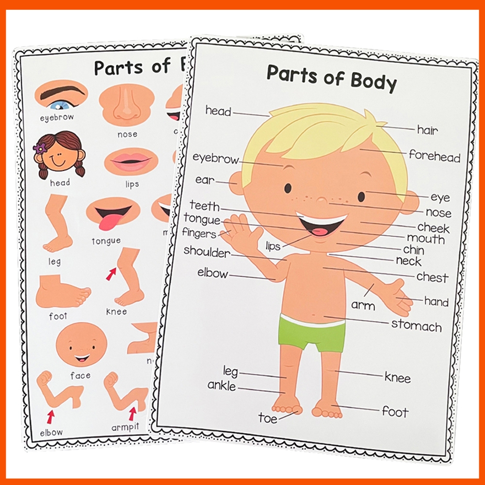 2 pcs Educational Posters,learning Body Parts Posters for kid,Preschool ...
