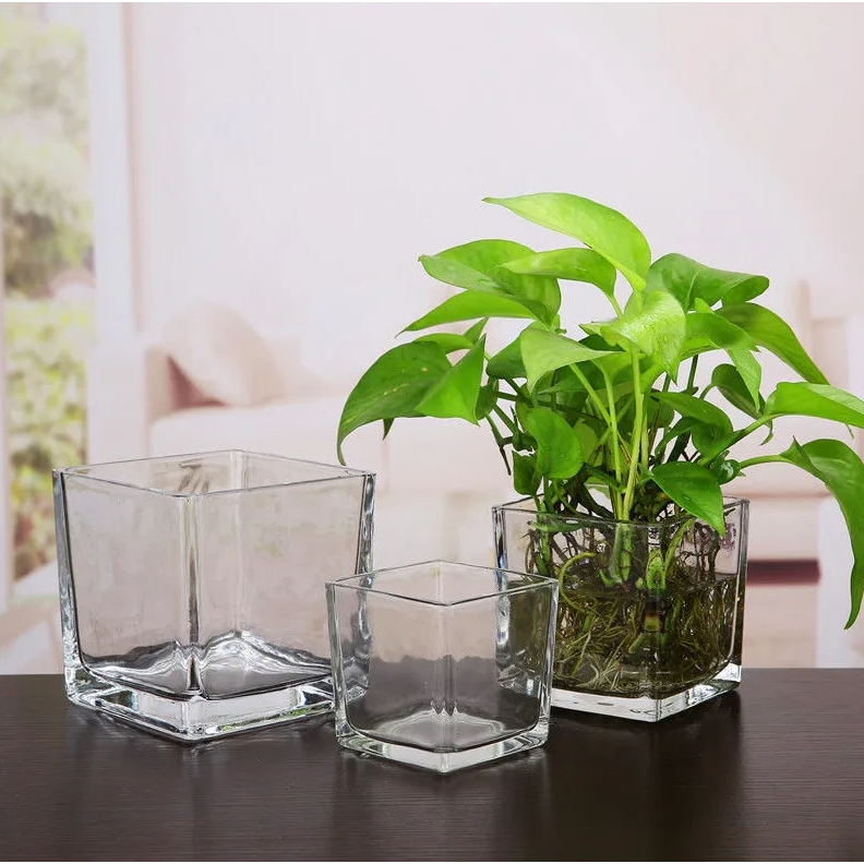 Hydroponic Vessel Glass Flowerpot Square Spathiphyllum Chlorophytum ...