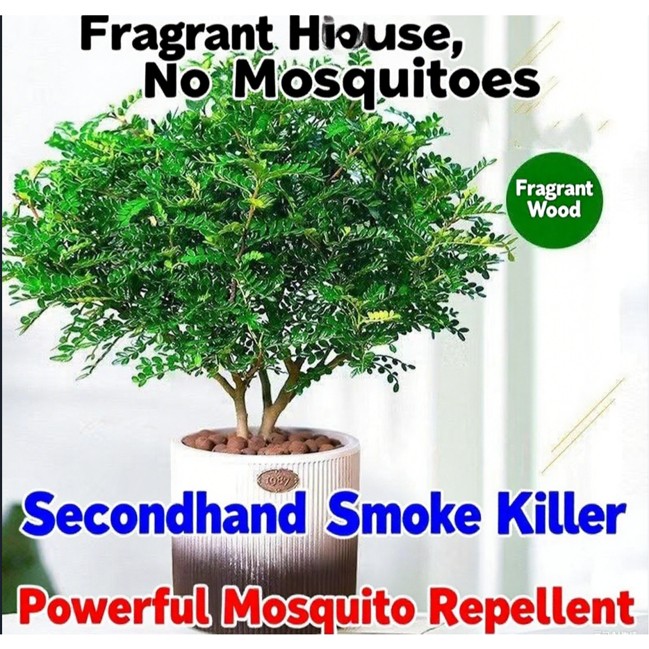 [3Hot Sale Within Days Authentic Fragrant Wood Pepper Potted Plant with ...