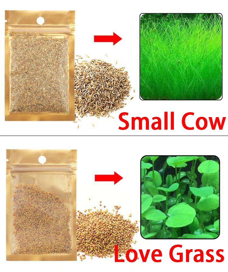 【SG Stock】10g Easy Growing Aquarium Mini Leaf Grass Aquarium Foreground ...