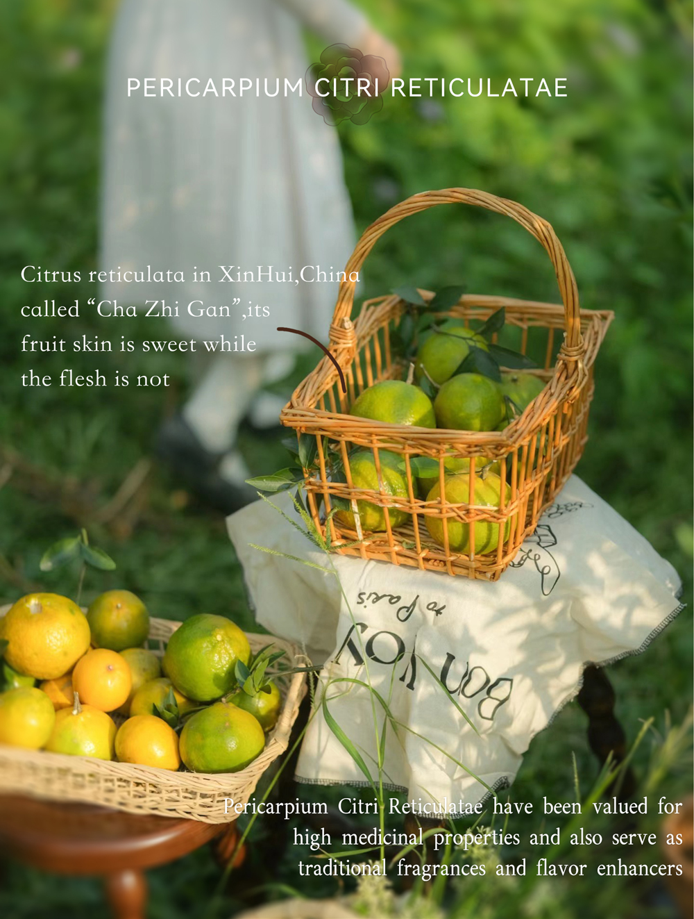 Healthy Tea | Dried Tangerine Peel ( Xin Hui Chen Pi ) Chenpi 5年/10年/15 ...