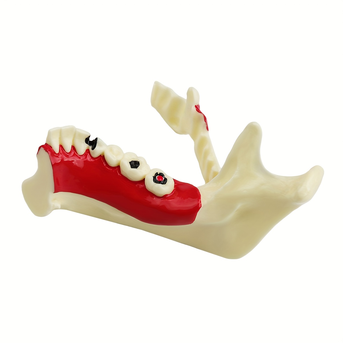 Dental Endodontic Treatment Model Anatomy of Gums Mandible Tissue ...