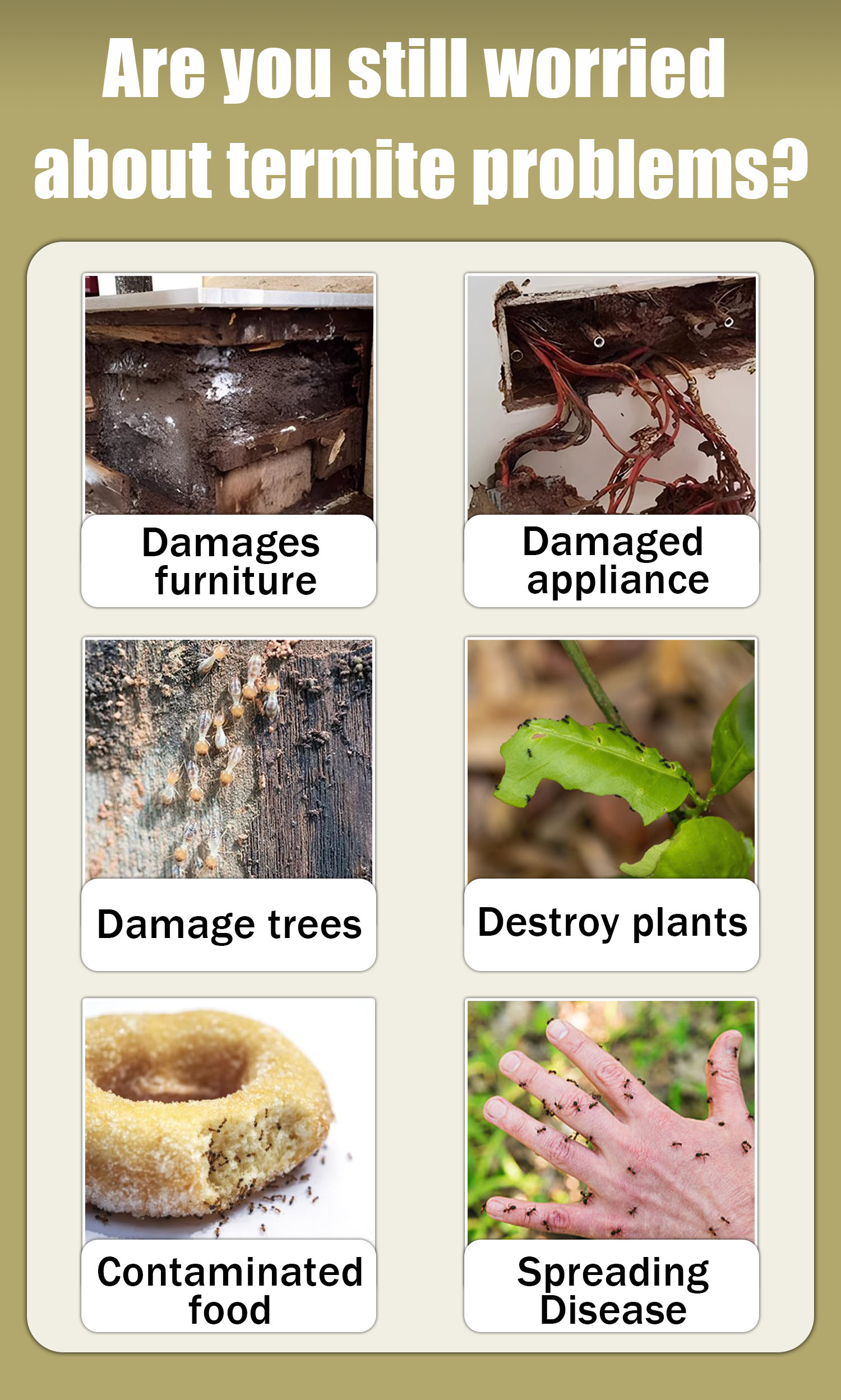 🐜Kill all termites and ants🐜 GN Termite powder Termite bait Termite ...
