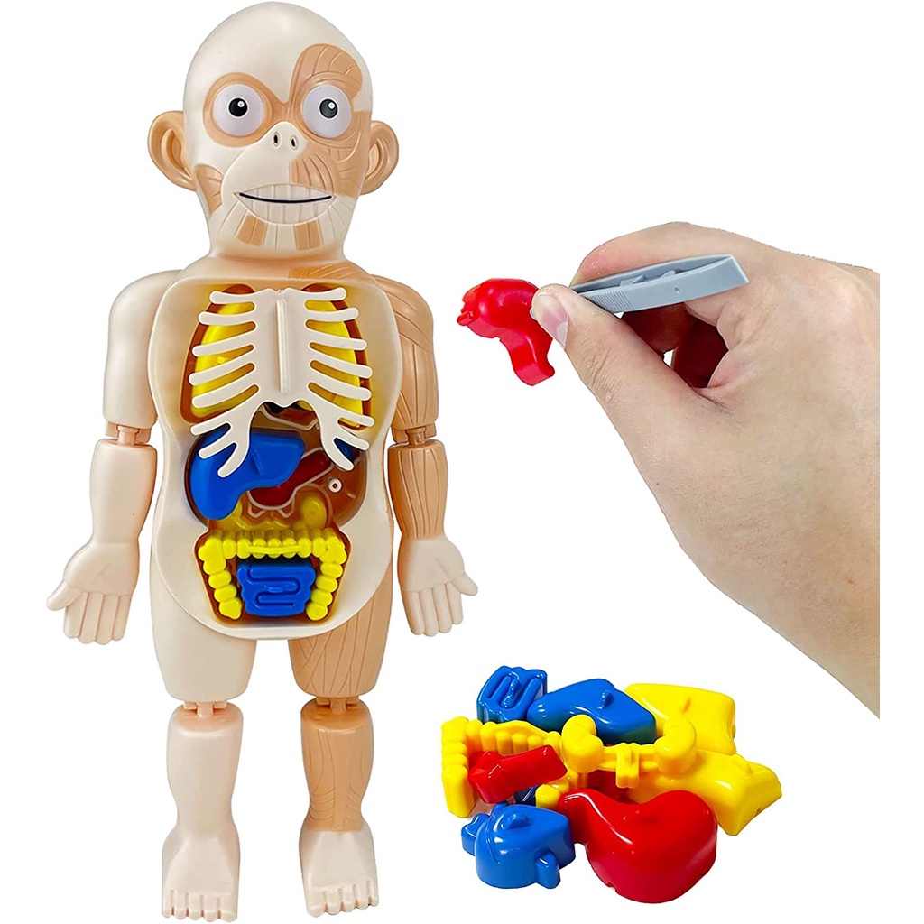 Educational Toys Human Organs Model DIY Assembly Science Kits Toys ...