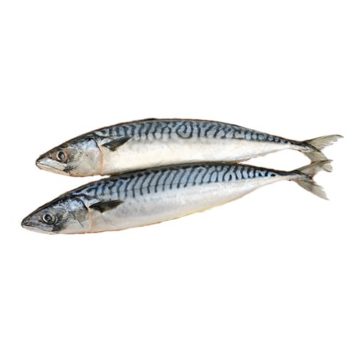 [OSE] SABA MACKEREL/400-600GM/NORWAY/挪威鲭鱼 | Shopee Singapore