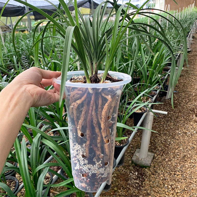 Transparent Orchid Pots Plastic Breathable Basin with Side Hole Orchid ...